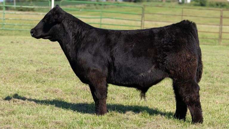 FERGUSON TAG 14 STEER - SteerBidder