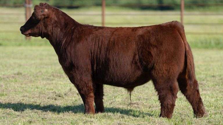 FERGUSON TAG 2 STEER - SteerBidder