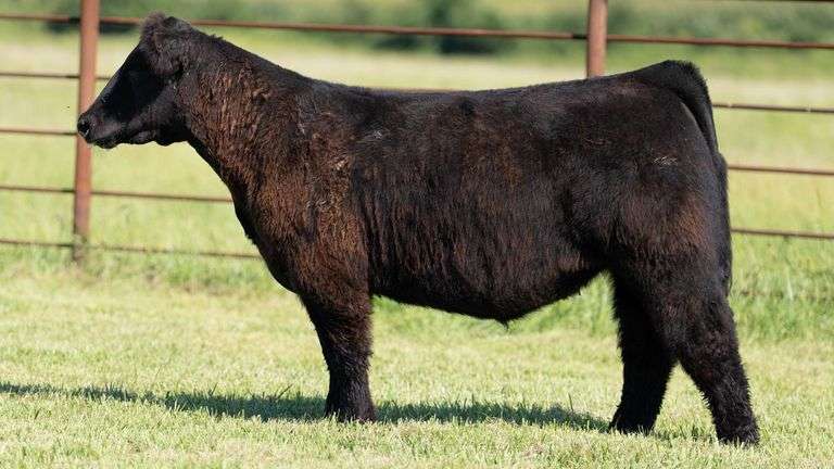 FERGUSON TAG 100 HEIFER - SteerBidder