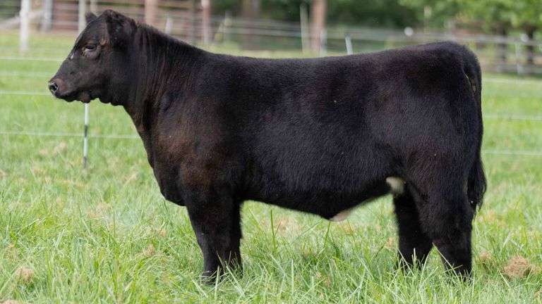 GOETTEMOELLER SHOW CATTLE 9/7/25 - SteerBidder