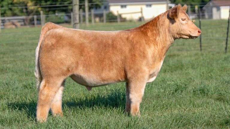 HOOBLER TAG 9 STEER - SteerBidder
