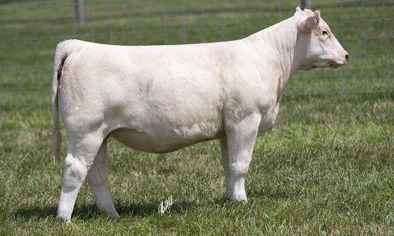 LARRISON TAG 6 HEIFER - SteerBidder