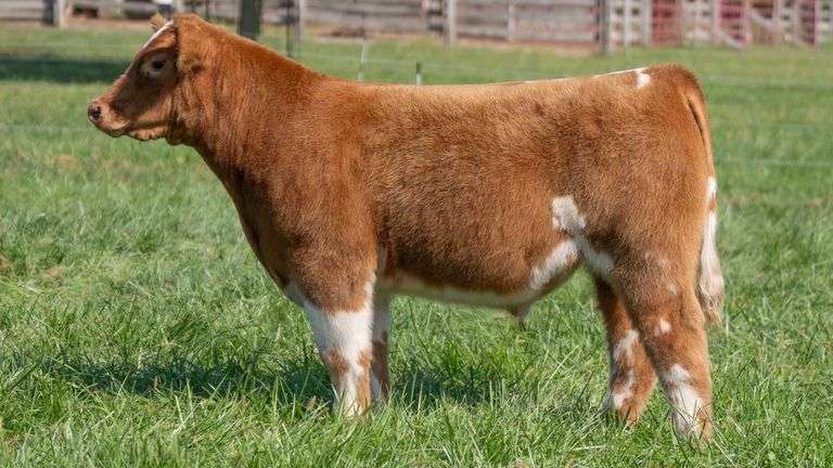 GOETTEMOELLER SHOW CATTLE 9/7/25 - SteerBidder