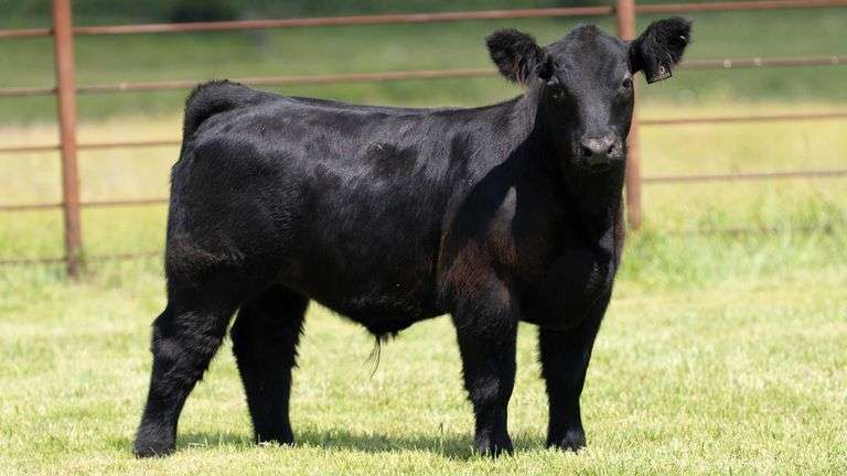 FERGUSON TAG 76 STEER - SteerBidder
