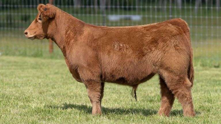 FERGUSON TAG 35 STEER - SteerBidder