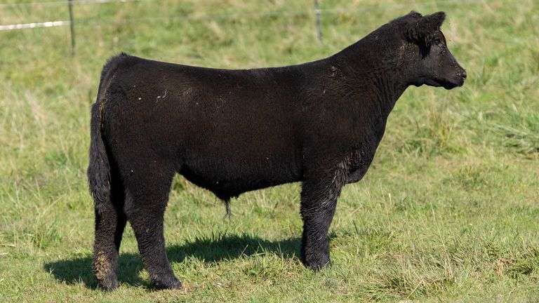 GREINER TAG 003 STEER - SteerBidder