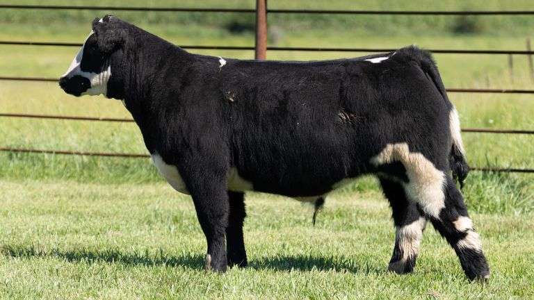 FERGUSON TAG 16 STEER - SteerBidder