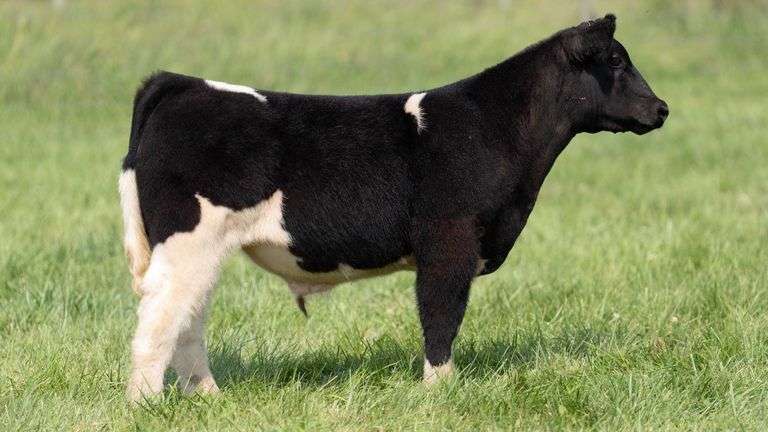 DIECKMANN TAG 9 STEER - SteerBidder