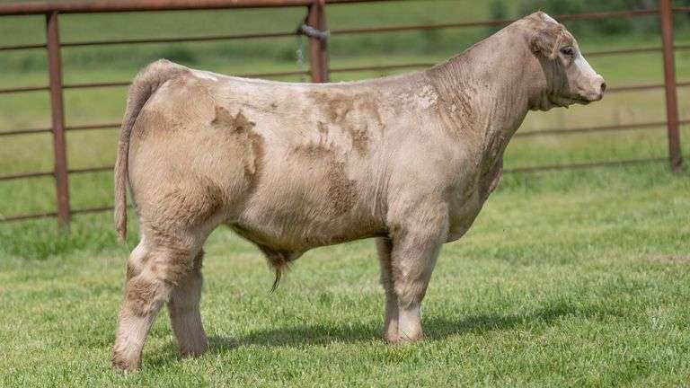 FERGUSON TAG 57 STEER - SteerBidder