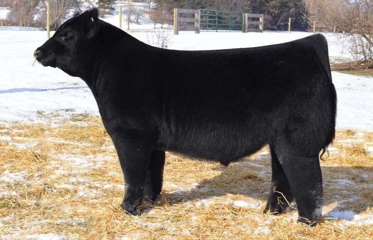 WELSHANS TRADE SECRET SEMEN - SteerBidder