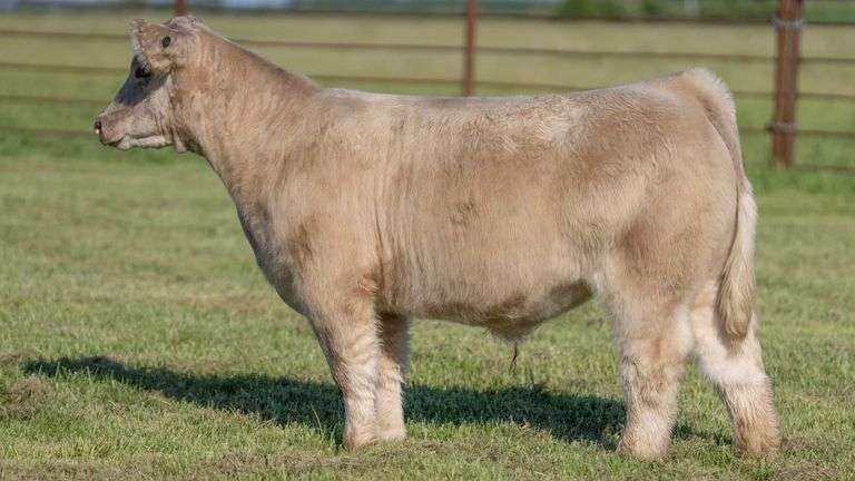 FERGUSON TAG 6 STEER - SteerBidder