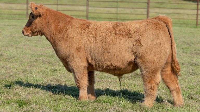 FERGUSON TAG 8 STEER - SteerBidder
