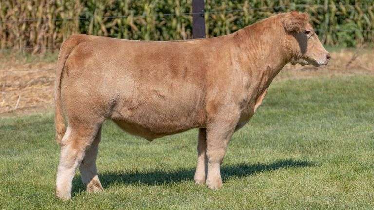 FOUCH TAG 2 STEER - SteerBidder