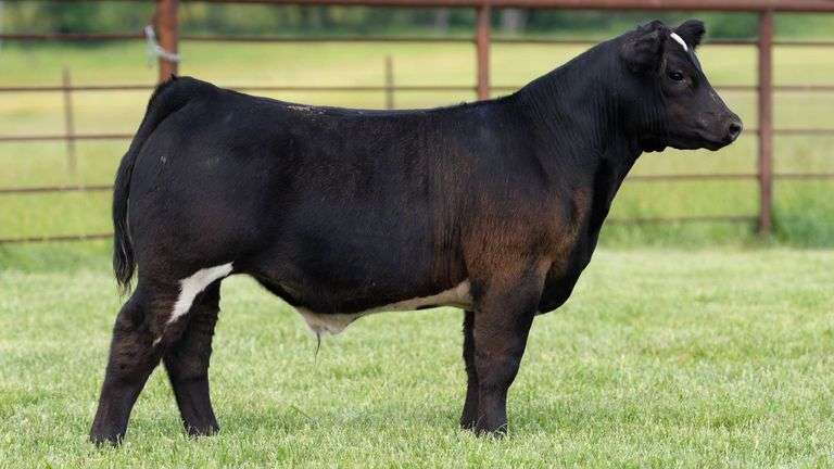 FERGUSON TAG 78 STEER - SteerBidder