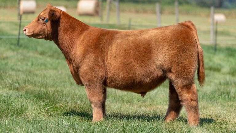 HOOBLER TAG 2 STEER - SteerBidder