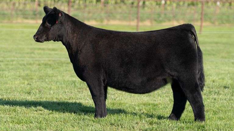 WEBSTER TAG 101 HEIFER - SteerBidder