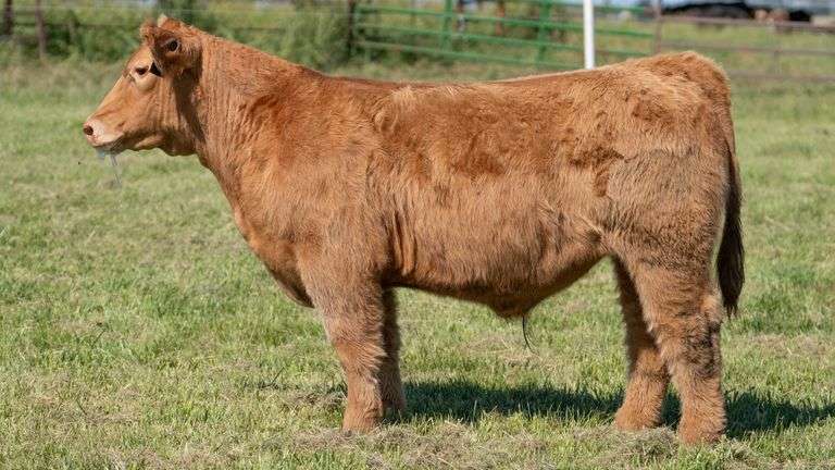 FERGUSON TAG 77 STEER - SteerBidder