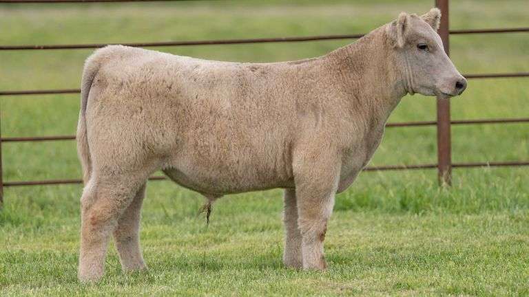 FERGUSON TAG 33 STEER - SteerBidder