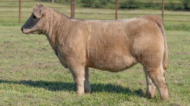 FERGUSON TAG 97 HEIFER - SteerBidder
