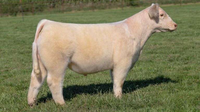 WEBSTER TAG 123 STEER - SteerBidder