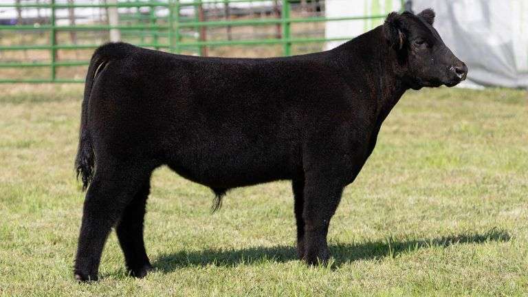 WEBER TAG 205 STEER - SteerBidder