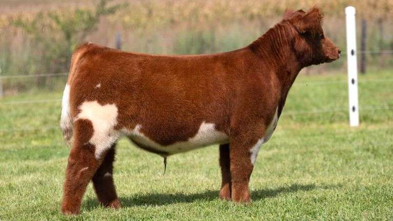 FRAKER TAG 72 STEER - SteerBidder