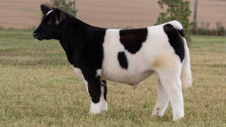 HERR TAG 8 STEER - SteerBidder