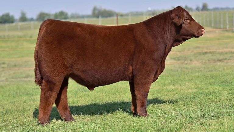 KAY-R TAG 2004 STEER - SteerBidder