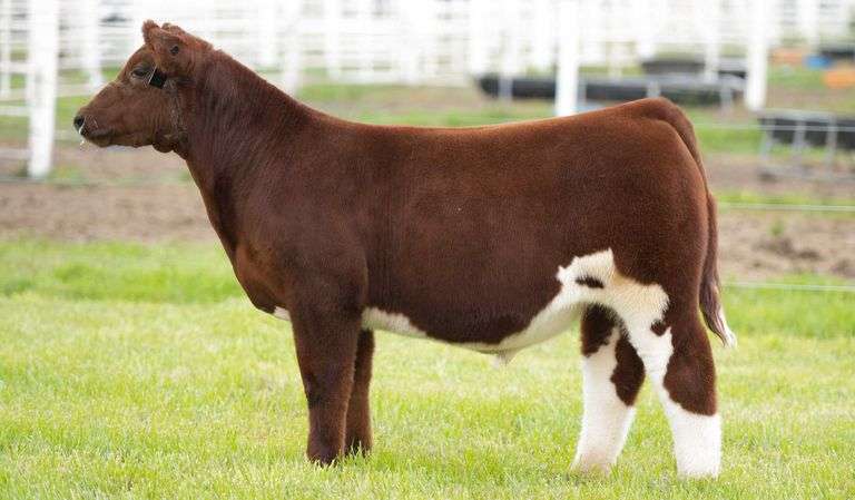 TAYLOR TAG 2 STEER - SteerBidder