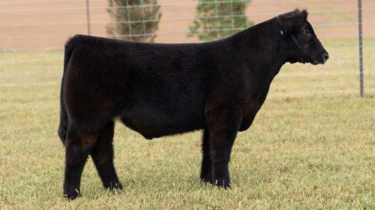 HERR TAG 24 STEER - SteerBidder