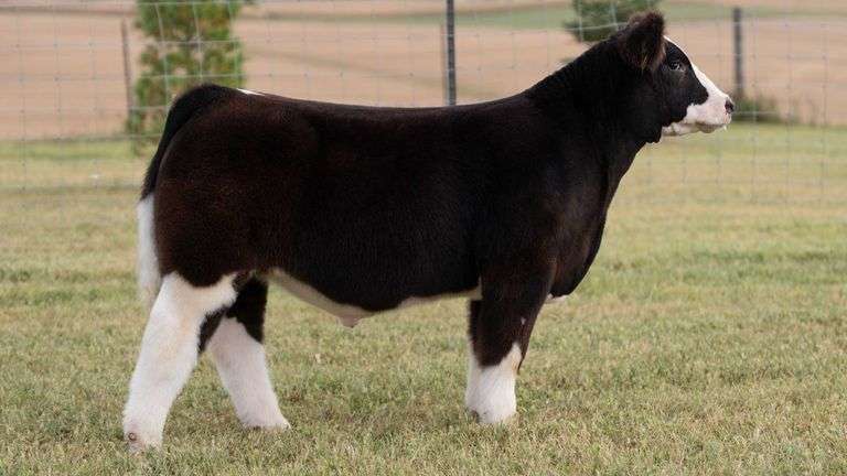 HERR TAG 14 STEER - SteerBidder