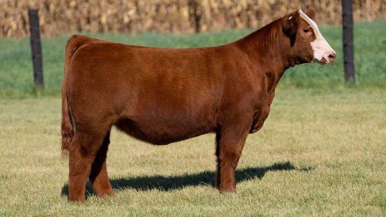 FOUCH TAG 101 HEIFER - SteerBidder