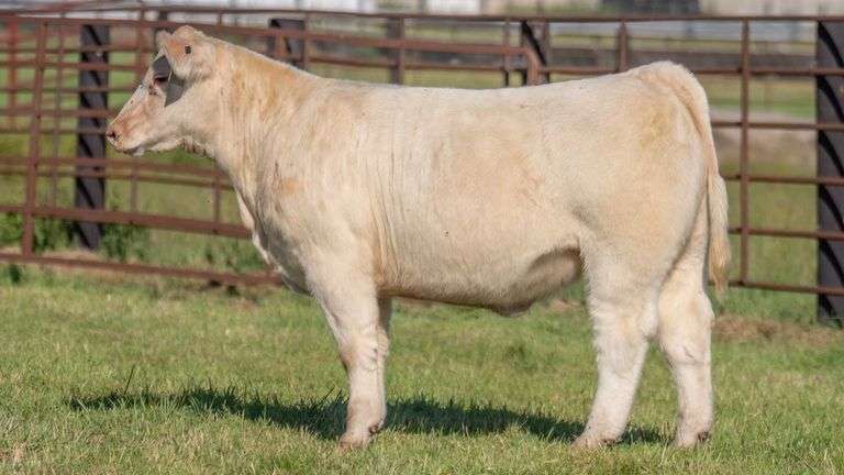 FRYE TAG 12 HEIFER - SteerBidder