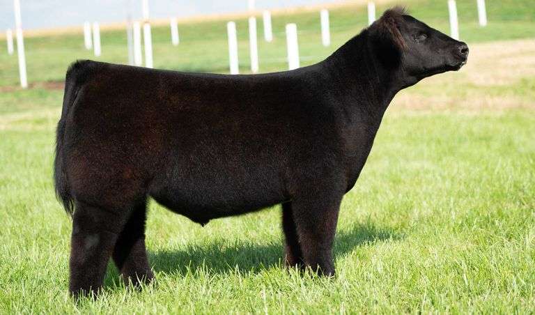 TAYLOR TAG 1 STEER - SteerBidder