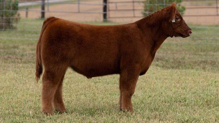 HERR TAG 3 STEER - SteerBidder