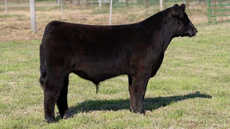 WEBER SHOW CATTLE 9/21/25 - SteerBidder