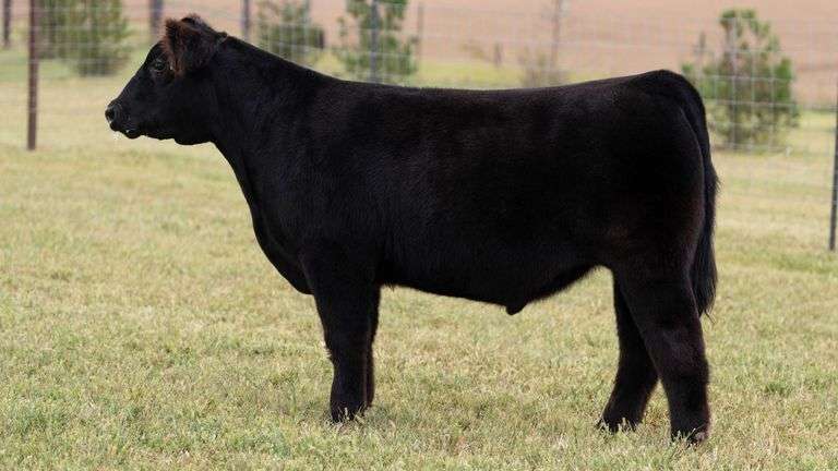 HERR TAG 16 STEER - SteerBidder