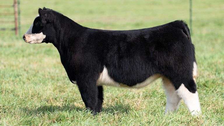 SMITH TAG 72 HEIFER - SteerBidder