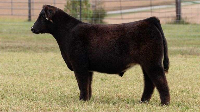 HERR TAG 18 STEER - SteerBidder