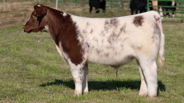 WEBER TAG 216 STEER - SteerBidder