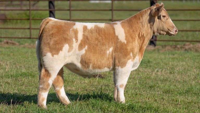 FRYE TAG 6 STEER - SteerBidder