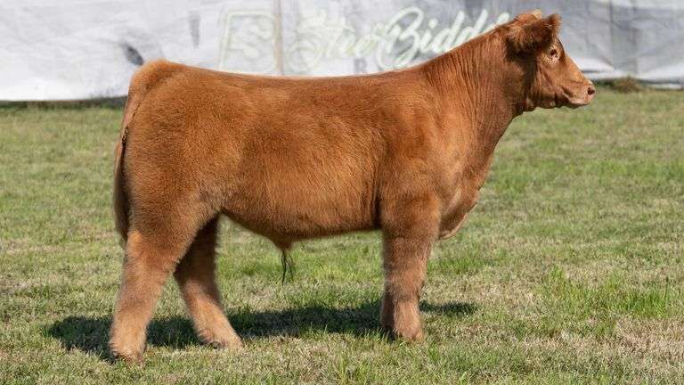 WEBER TAG 202 STEER - SteerBidder