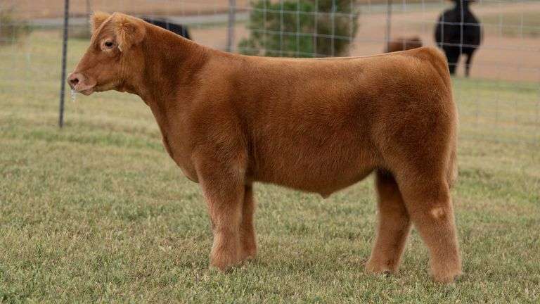 HERR TAG 23 STEER - SteerBidder