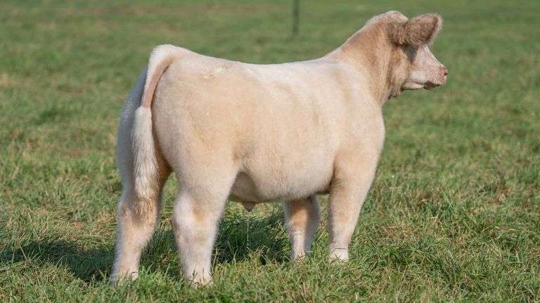 SMITH TAG 6 STEER - SteerBidder