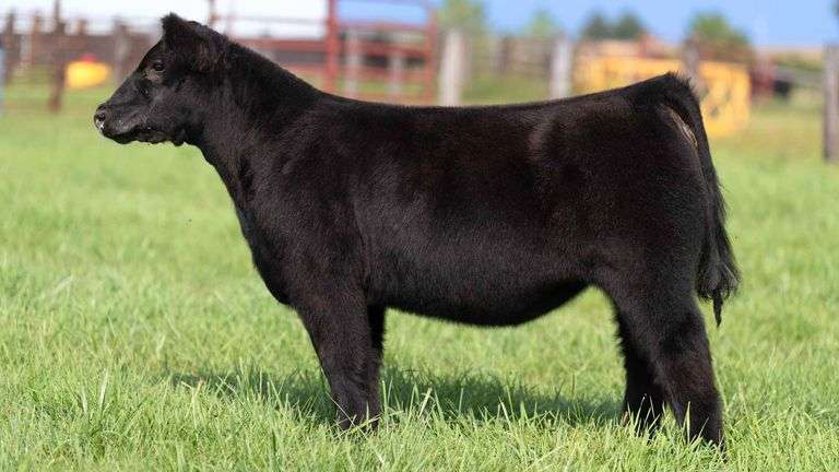 NEIL LOVRIEN TAG 21 HEIFER - SteerBidder