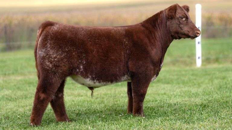 FRAKER TAG 70 STEER - SteerBidder