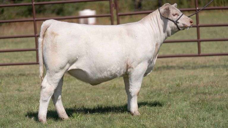 REISS TAG 510 HEIFER - SteerBidder