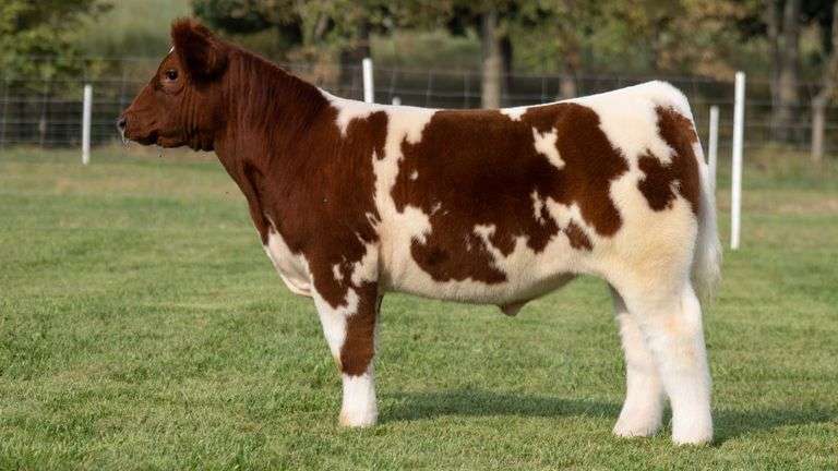 GRAVES TAG 47 STEER - SteerBidder