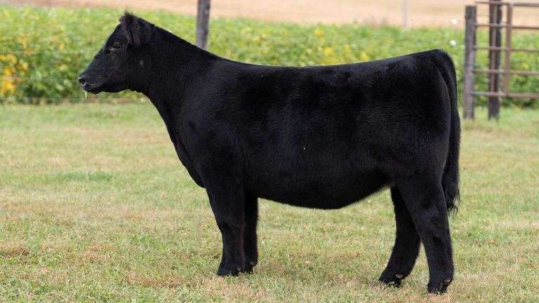 Cattle.com