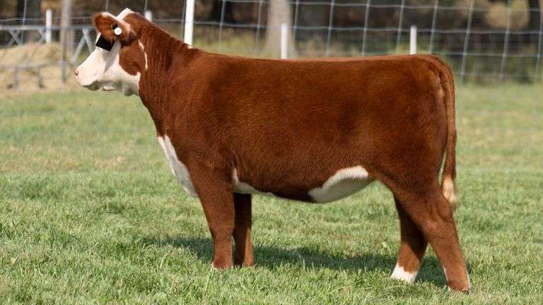 GRAVES TAG 53 HEIFER - SteerBidder